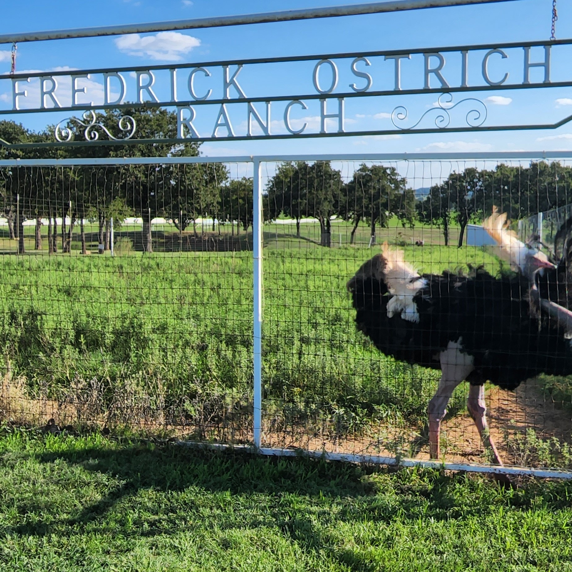 Grits and Wine, The Red Ostrich Flight