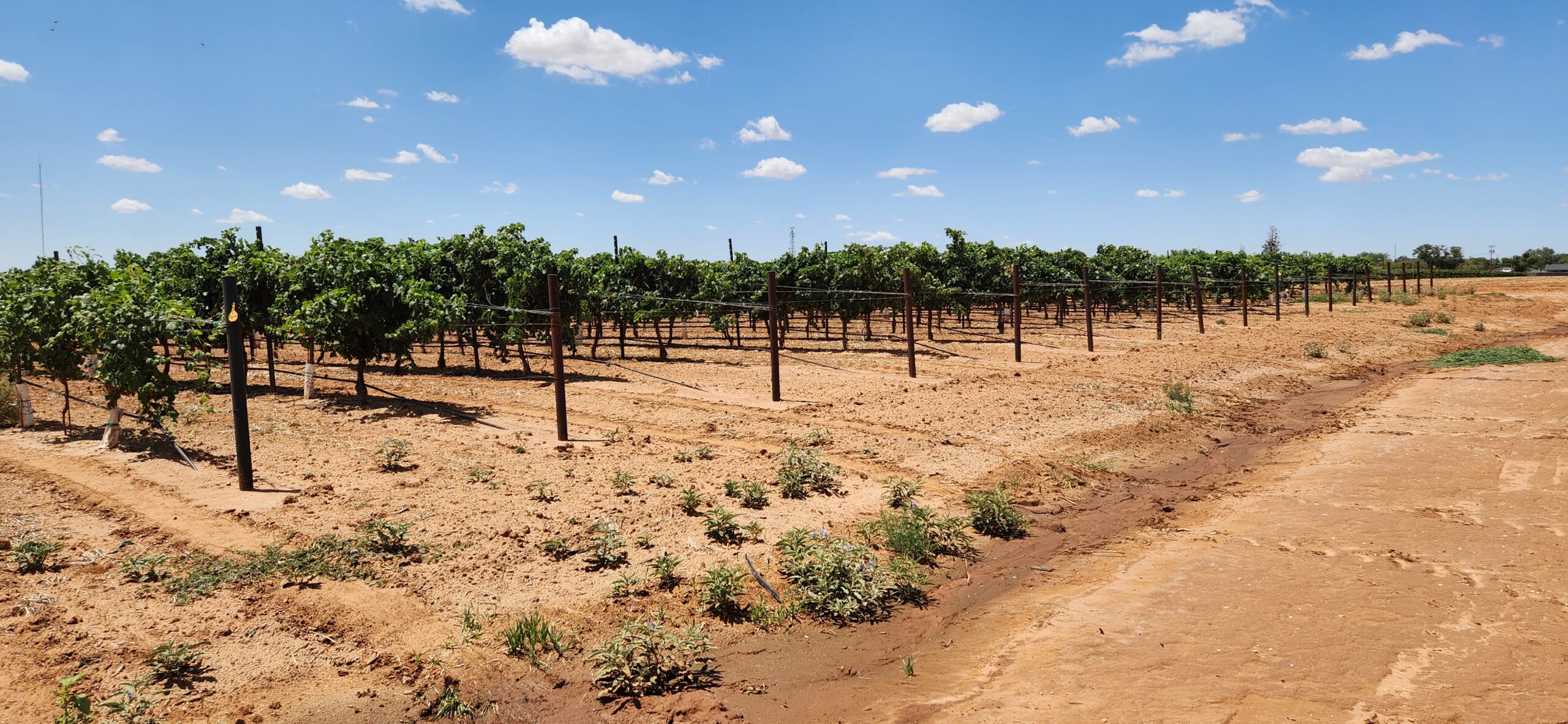 Grits and Wine, The Grape Capital of Texas Vineyard & Wine Festival